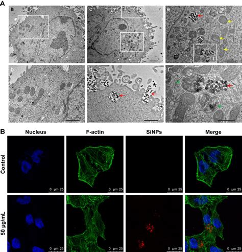 Subcellular Localization Of Sinps In Hepatic L02 Cells Notes A