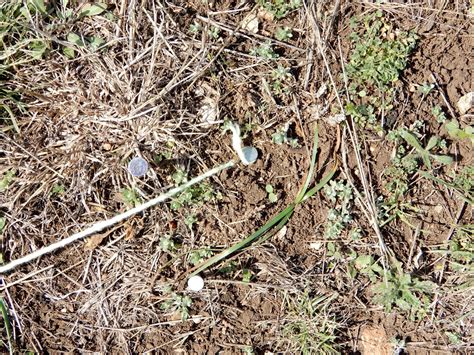 Patriotic Pico A Raspberry Pi Pico Fireworks Controller 9 Steps