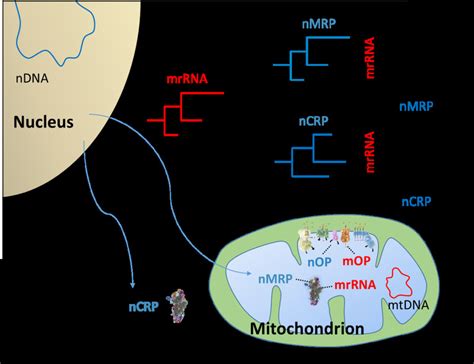 农学院叶恭银团队发现昆虫线粒体基因组与核基因组进化速率的协同关系