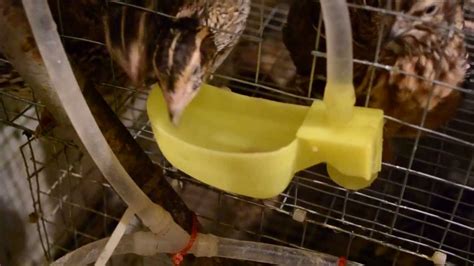 Чашечные поилки для перепелов кур голубей и др птиц Youtube