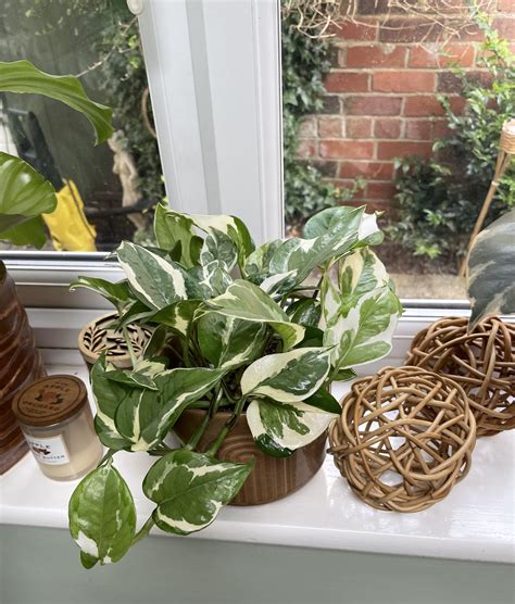 Will Each Pothos Vine Split Only Once R Pothos