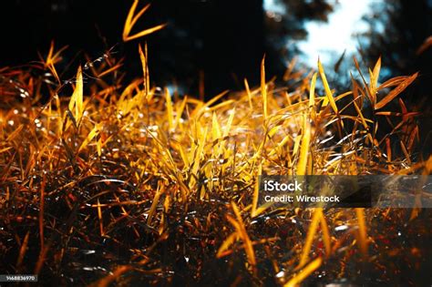 황금빛 석양 동안 조명이 켜진 노란 잔디밭의 샷 배경에 숲 0명에 대한 스톡 사진 및 기타 이미지 0명 경관 그림자 Istock