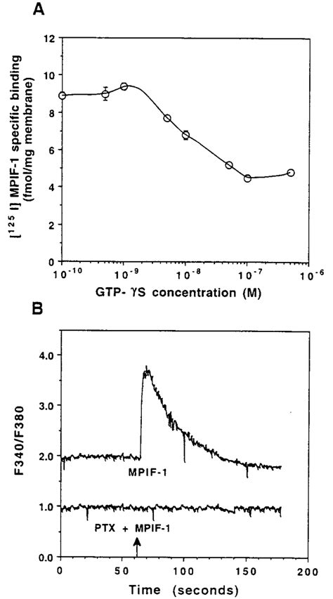 g protein s is involved in mpif 1 binding and receptor activation a download scientific