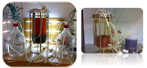 New Bioreactor For Growing Plant Cell Culture In Suspens