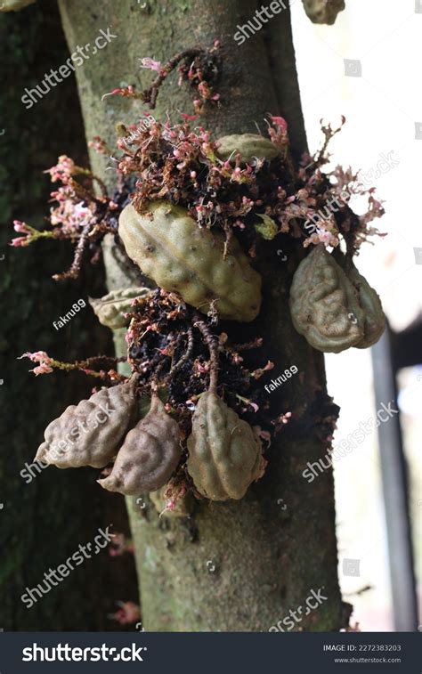 Buah Katak Puru