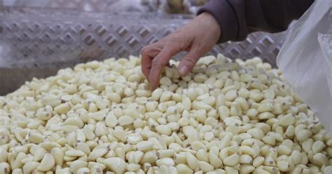 정부 김장철 마늘·고추·양파 1만t 공급