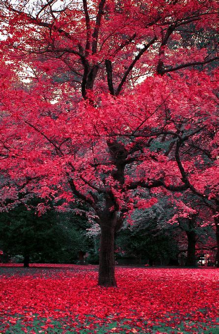 1000 Images About Tree HUGGER On Pinterest Trees Sexy And Hedges