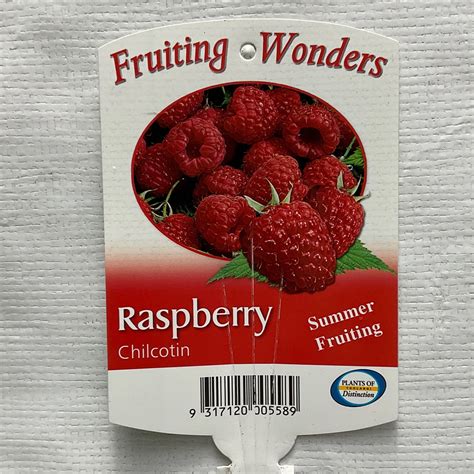 Raspberry Chilcotin Formosa Gardens Nursery Ballarat