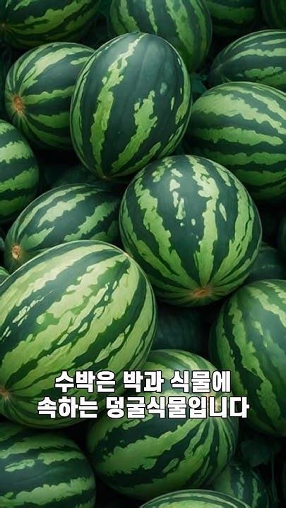 수박은 과일과 채소 모두로 구분된다 식물 과일 채소 Youtube
