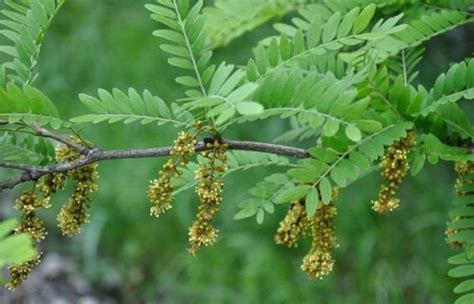 Types Of Tree Leaves With Pictures And Characteristics