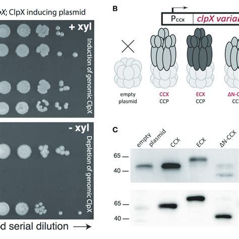 Escherichia Coli Clpx Forms An Active Protease With Caulobacter Download Scientific Diagram