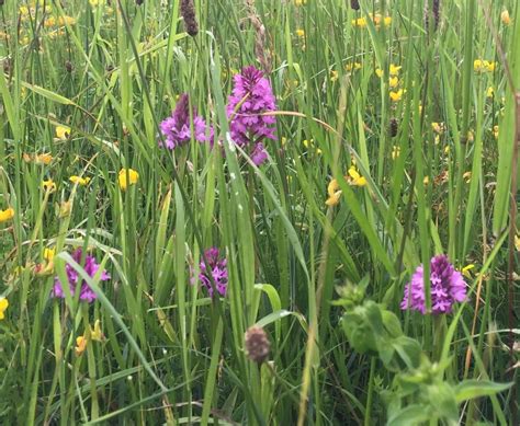 An Introduction To Wild Orchids The Alien Wonder Beings Jack