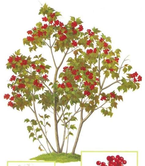 Калина картинки для детей 80 рисунков фото