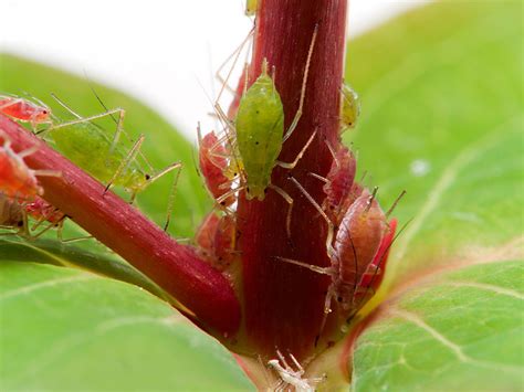 The Colorful Secret Of The Pea Aphid Npr