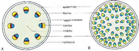 Atlante Di Botanica Monocotiledoni E Dicotiledoni