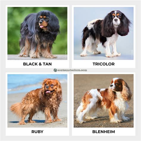 Cavalier King Charles Spaniel Colors Coats And Colors