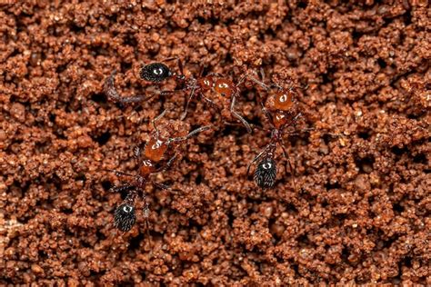 Premium Photo Adult Fire Ants