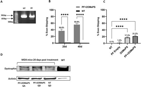 Exon Skipping And Dystrophin Expression A Representative Nested Pcr Of Download Scientific