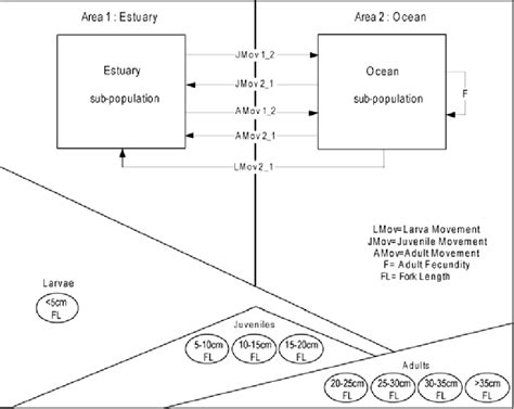 An Example Of A Stage Size Structured Meta Population Model Built Using Download Scientific
