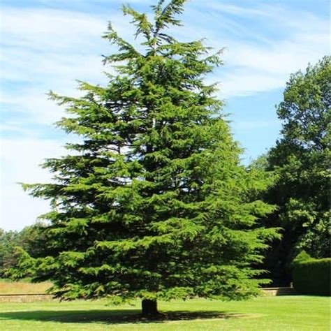 Cedar Trees Cultivate Evergreen Beauty For Your Landscape