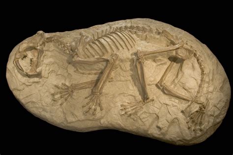 Examples Of Cast And Mold Fossils At Robert Bence Blog