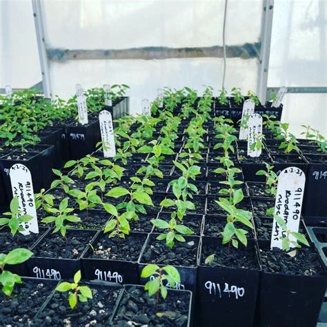 Myrtle Rust Survey The Council Of Heads Of Australian Botanic Gardens Chabg