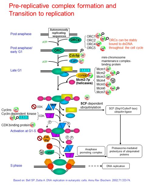 Pre Replicative Complex Formation And Transition To Replication