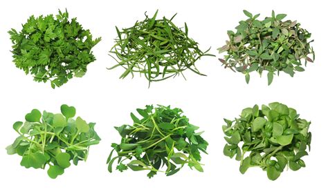 Microgreens Herb Assortment Gourmet Sweet Botanicals