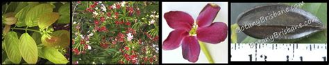 2 Combretum Indicum Botany Brisbane