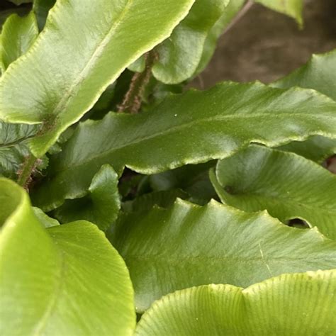 Asplenium Scolopendrium 2l Garden Scene Jersey