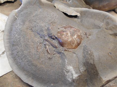 Popped Open A Crab Fossil Hunting Trips The Fossil Forum