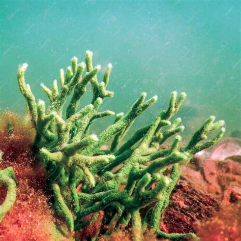 Spongilla Spicules Concept Monderme Exclusive Beauty Brands