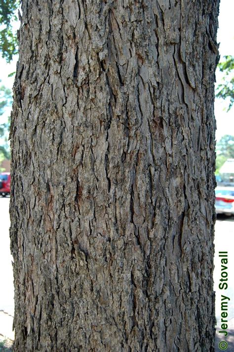 Best Tree Identification Images On Pinterest Tree Identification Tree Tree And Plant