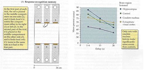 Week Memory Part II Flashcards Quizlet