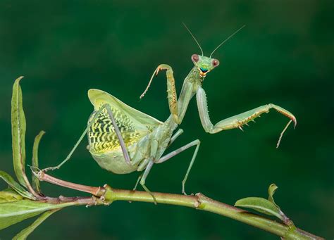 Unreleased Sex Tape Of Selena Gomez And Unknown Males R Randozilla Uncensored