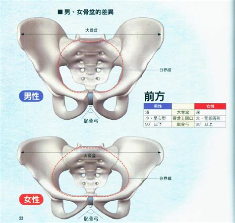 男女骨盆如何分辨
