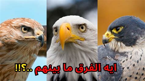 ماهو الفرق بين النسر والعقاب والصقر والباز ملوك الطيور الجارحة Youtube