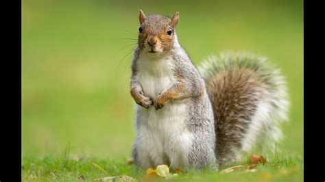 Eastern Gray Squirrel Lifespan