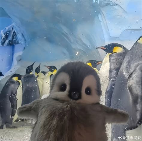 Sngall 아기펭귄🐧 왕이보