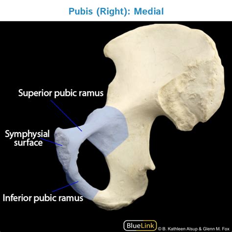 Pubic Ramus Anatomy The Pelvic Girdle And Pelvis Anatomy And