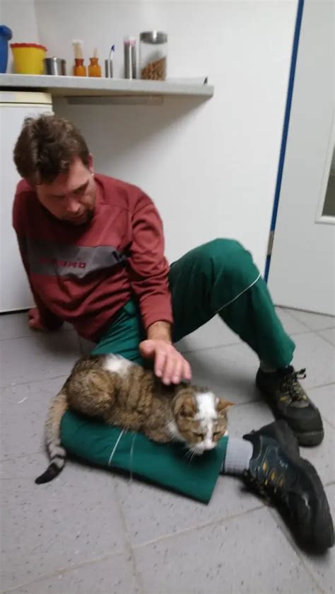 Sumira Rosengarten Sterne