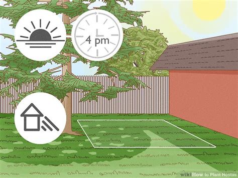 How To Plant Hostas Complete Gardening Guide