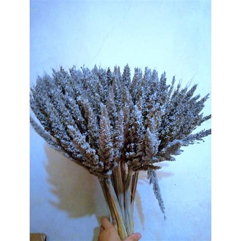 Trigo Grass Per Bundle ₱40 Per Bundle Shopee Philippines