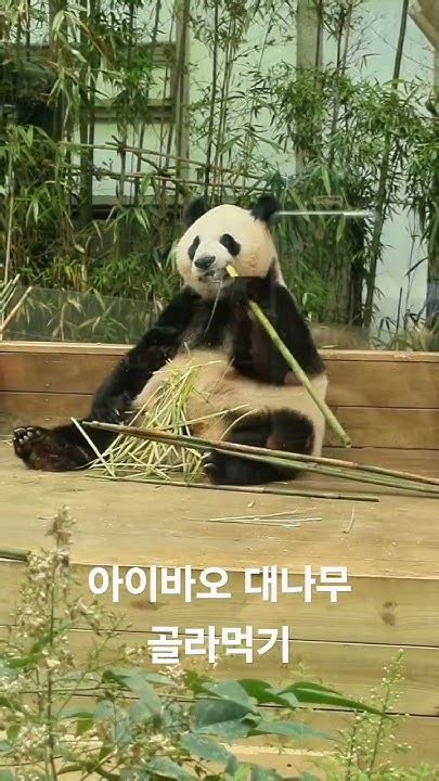 귀여운 판다의 대나무 먹방 🍃 Youtube