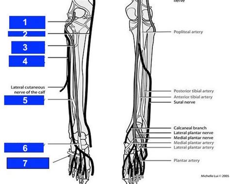 Neurovascular Flashcards Quizlet