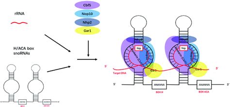 H Aca Box Snornps Modifie The Target Rna By Pseudouridylation The Download Scientific Diagram
