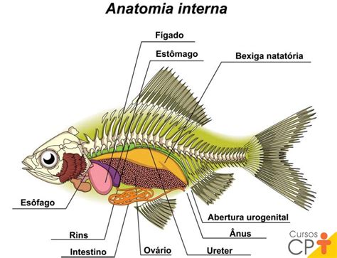 Sistema Digestivo Dos Peixes Importante ‼ Segue Chinabettas