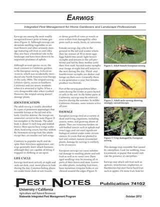 Earwigs Integrated Pest Management Pdf