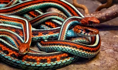 The 10 Most Venomous Snakes In The World A Z Animals Slideshows