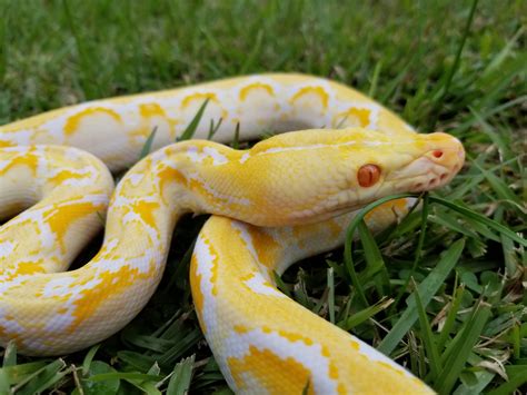 Amelanistic Reticulated Python Traits Morphpedia